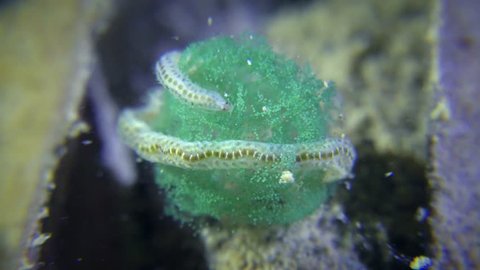 Reproduction Polychaetes Phyllodoce Sp Worm Wrapped Stock Footage Video ...