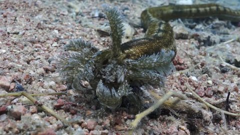Synaptid Sea Cucumber Underwater Moving Tentacles: video stock (100% ...