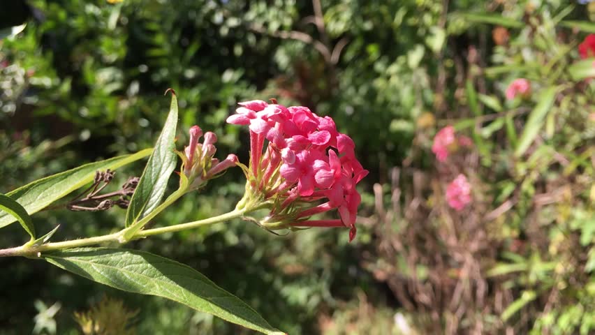pink panama rose flower nature garden Stock Footage Video (100% Royalty ...