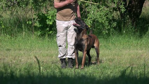 Dog Repeating Movements Owner Man Training Stock Footage Video (100% ...