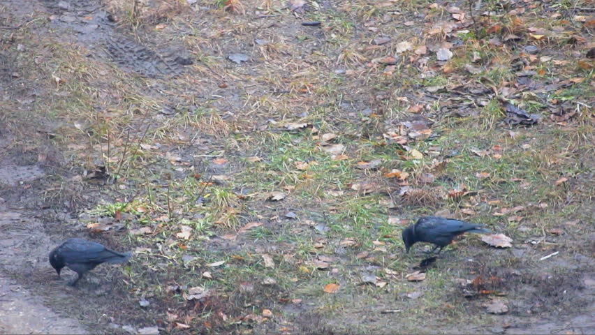 Jackdaw feeding on crumbs image - Free stock photo - Public Domain ...