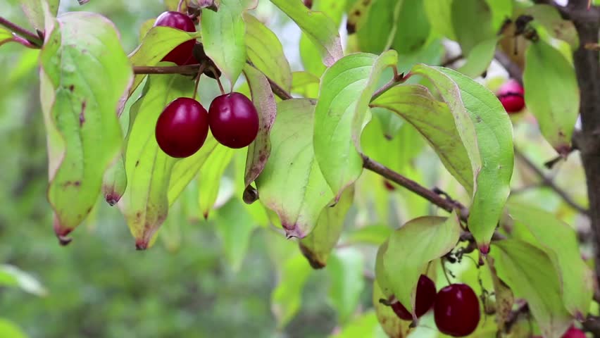 Cornel Tree with Red Cornelian Stock Footage Video (100% Royalty-free ...
