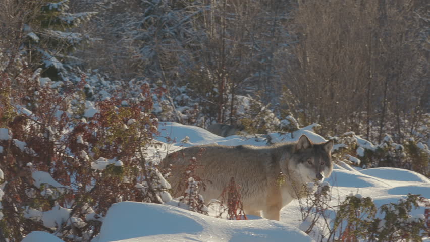 wolf pack animals running snow scenery Stock Footage Video (100% ...