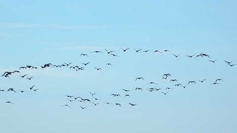 Group Migrating Common Cranes Eurasian Cranes Arkivvideomateriale (100 ...