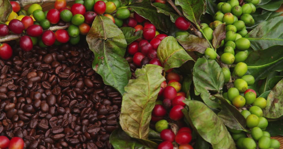 coffee beans berries Stock Footage Video (100% Royalty-free) 33505201 ...