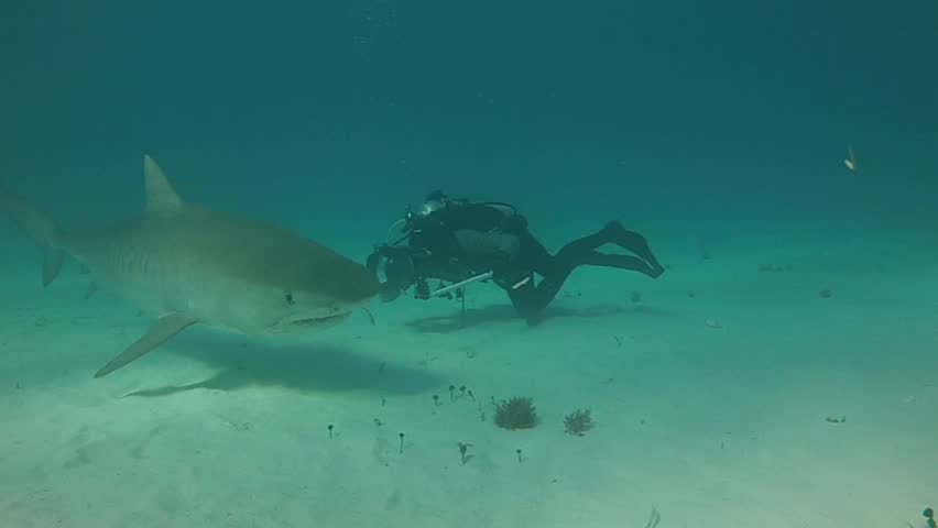 tiger shark bites camera bahamas Stock Footage Video (100% Royalty-free ...