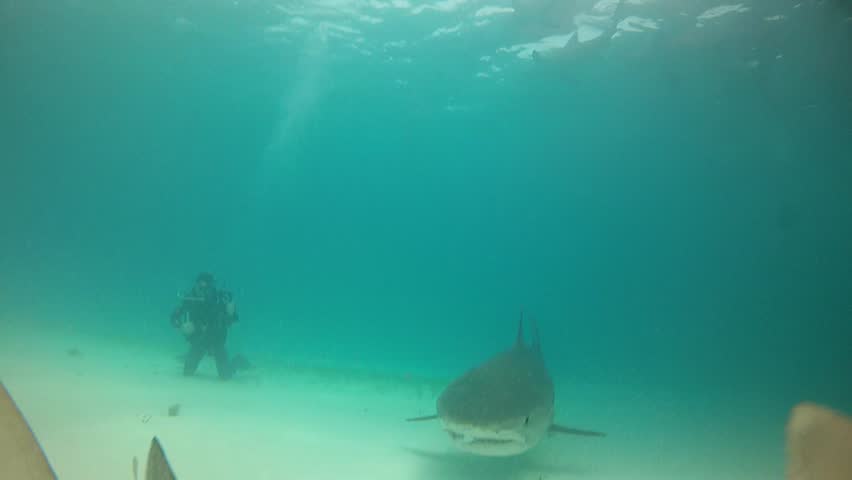 tiger shark bites camera Stock Footage Video (100% Royalty-free ...