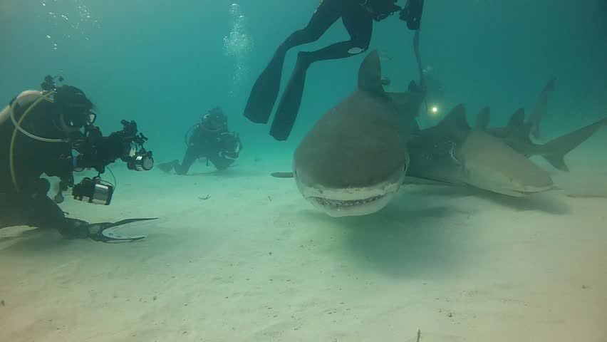 tiger shark bites camera Stock Footage Video (100% Royalty-free ...