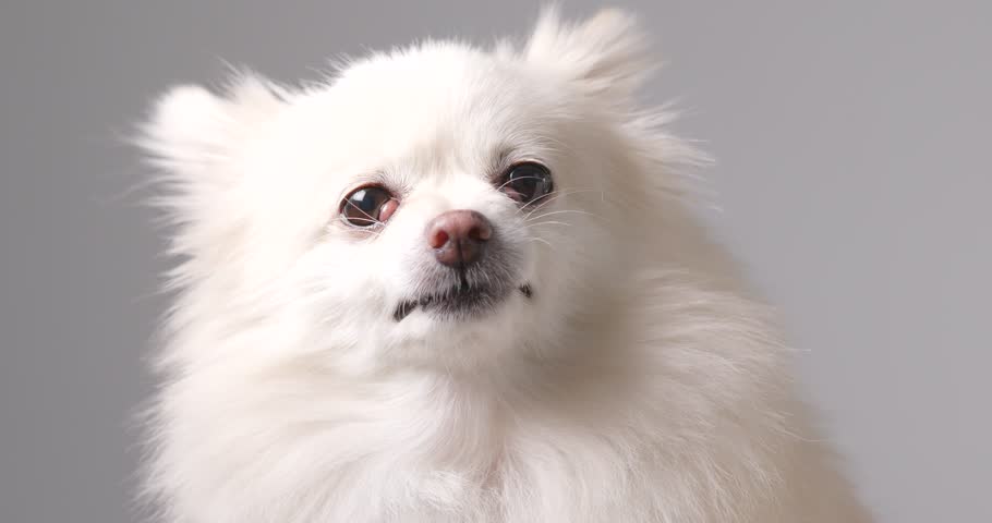 barking pomeranian dog Stock Footage Video (100% Royalty-free) 33542356 ...