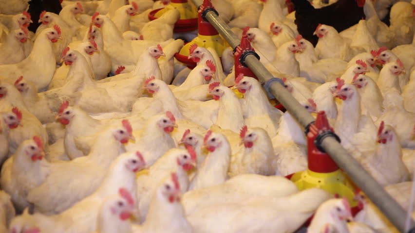 chicken farm eggs poultry production Stock Footage Video (100% Royalty ...