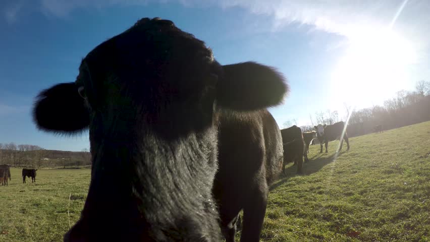 large cow sniffing lens flare sun Stock Footage Video (100% Royalty ...