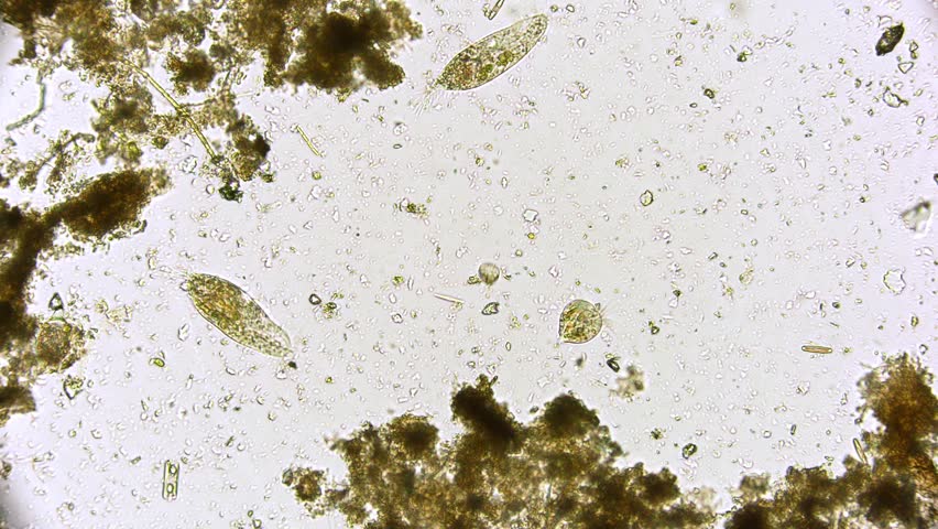 Unicellular Microorganism Under the Microscope Stock Footage Video (100 ...