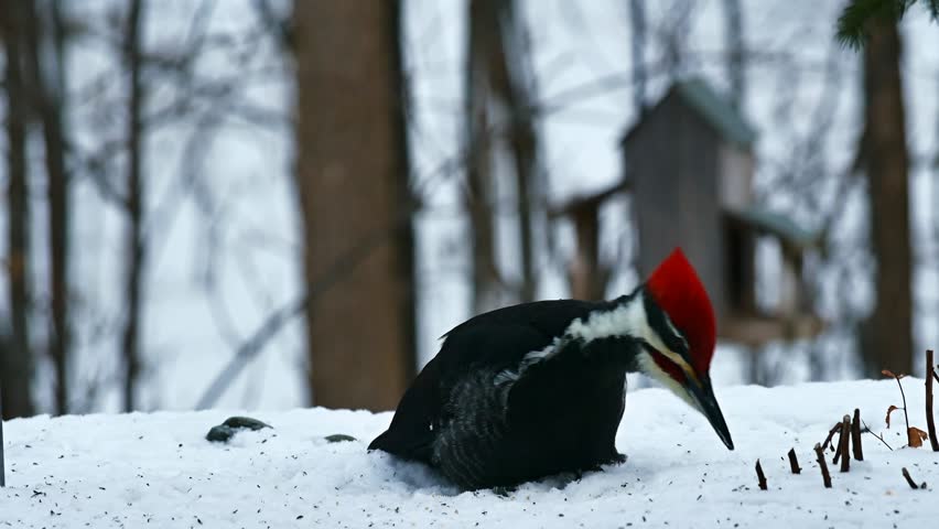 Tree Crumb Stock Video Footage - 4K and HD Video Clips | Shutterstock