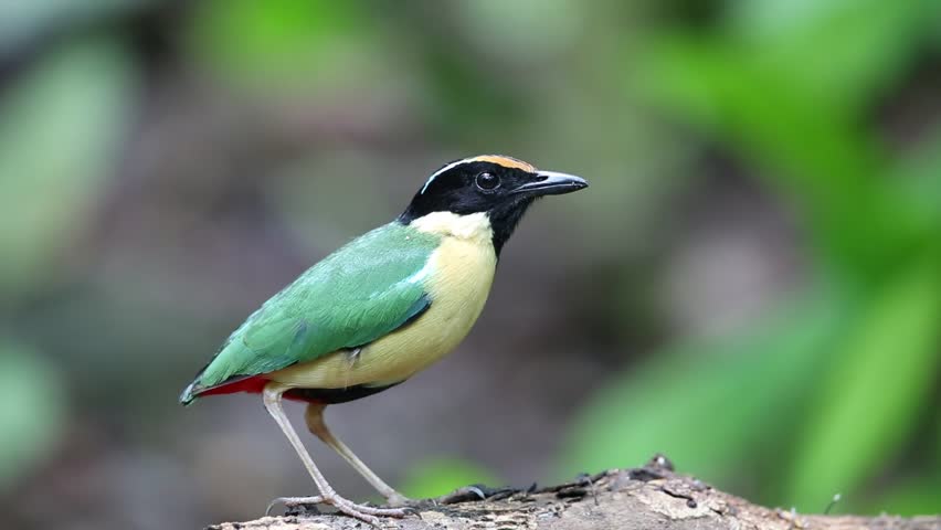 elegant pitta elegans lombok island indonesia Stock Footage Video (100% ...