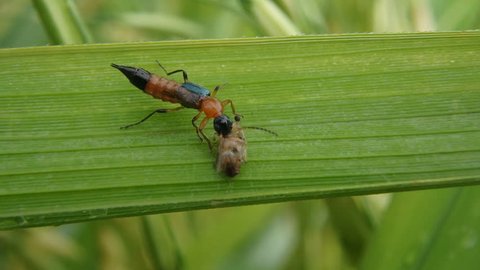 Paederus Rove Beetle Middle Eating Insect Stock Footage Video (100% ...