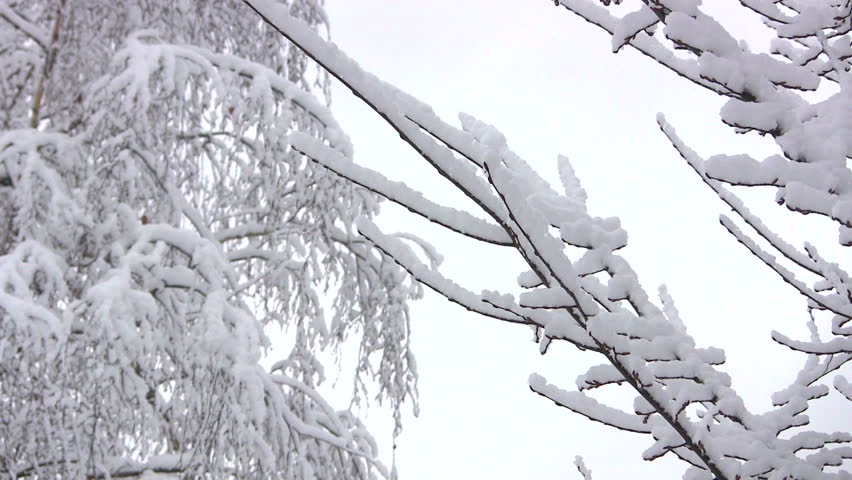 winter branch tree close-up Stock Footage Video (100% Royalty-free ...
