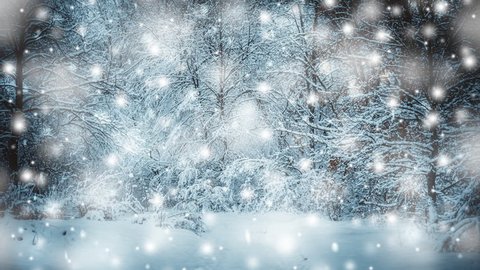 Snowcovered Trees Plants Forest Winter Filter Stock Footage Video (100% ...