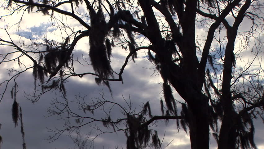 The Spooky Moss Draped Branches Stock Footage Video (100% Royalty-free ...