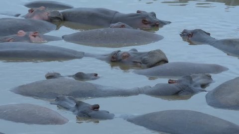 Family Hippos Floating Hippo Pool Stock Footage Video (100% Royalty ...