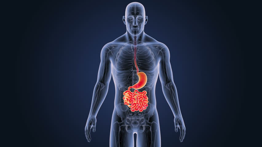 human anatomy animation showing male gut Stock Footage Video (100% ...