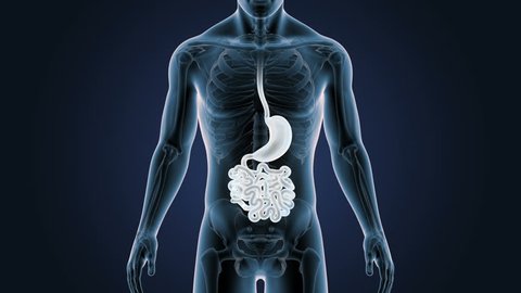 human digestive system anatomy x-ray scan Stock Footage Video (100% ...