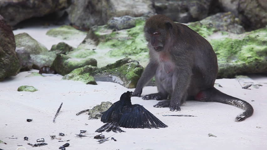 Wildlife Monkey Hitting Black Bird Stock Footage Video (100% Royalty ...