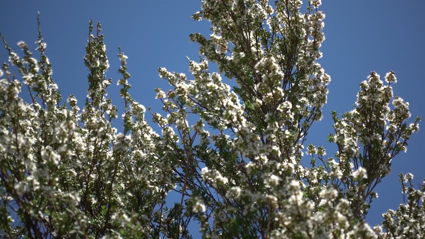 Manuka Trees Flowering with Honey Stock Footage Video (100% Royalty ...