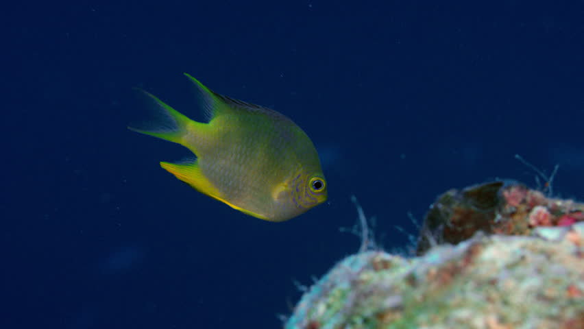 Cute Little Colourful Yellow Chromis Stock Footage Video (100% Royalty ...