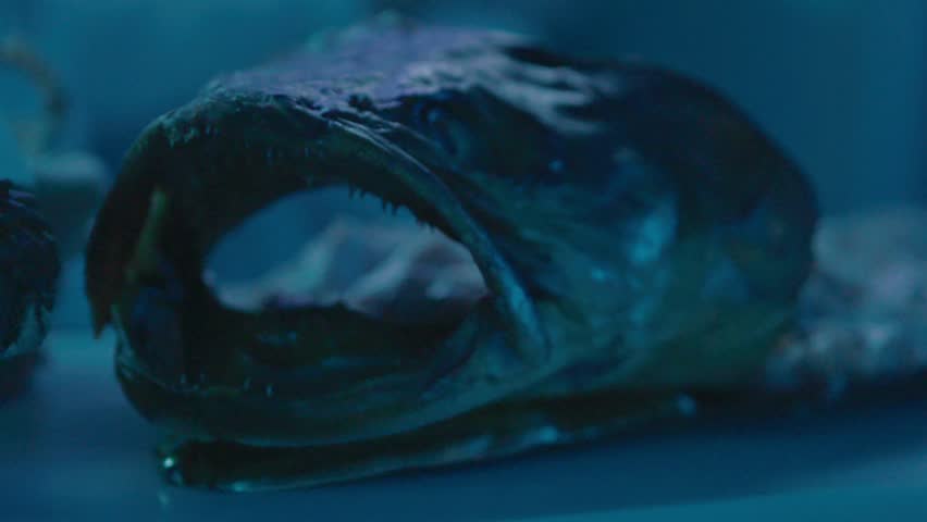 monster fish open mouth sharp teeth Stock Footage Video (100% Royalty ...
