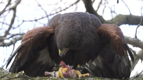 Falconry Bird Harris Hawk Eating Catch Stock Footage Video (100% ...