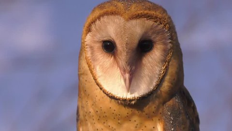 Barn Owl Blinking Super Slow Motion Stock Footage Video (100% Royalty ...