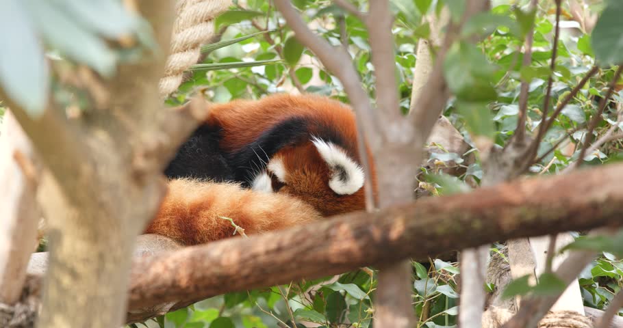 Red Panda Resting on a log image - Free stock photo - Public Domain ...