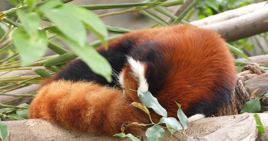 Red Panda Resting on a log image - Free stock photo - Public Domain ...