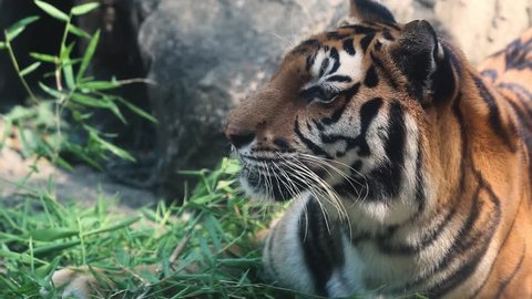 126 Zoo setting Stock Video Footage - 4K and HD Video Clips | Shutterstock