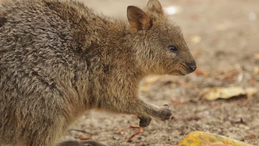 cute marsupial quokka aka happiest animal Stock Footage Video (100% ...