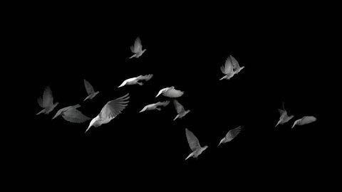 4k Realistic Flying Butterflies Animation On Stock Footage Video 100