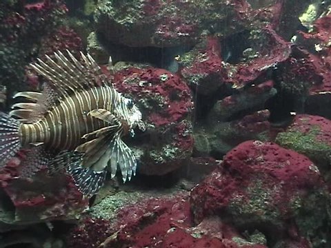 Black Volitan Lionfish Scorpionfish Hawaiian Turkeyfish Stock Footage ...