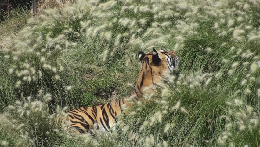 tiger zoo terra natura benidorm spain Stock Footage Video (100% Royalty ...