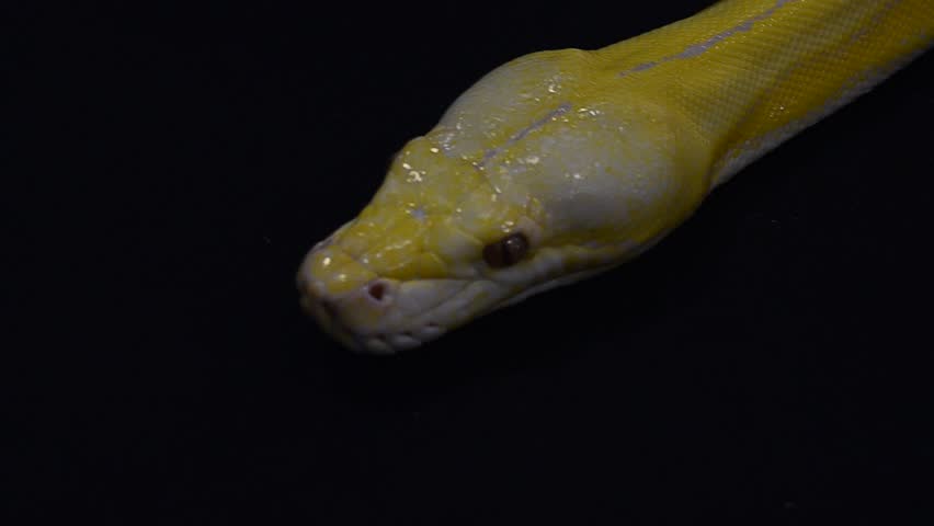 Gold Python,reticulated Python (python Reticulatus) Stock Footage Video ...