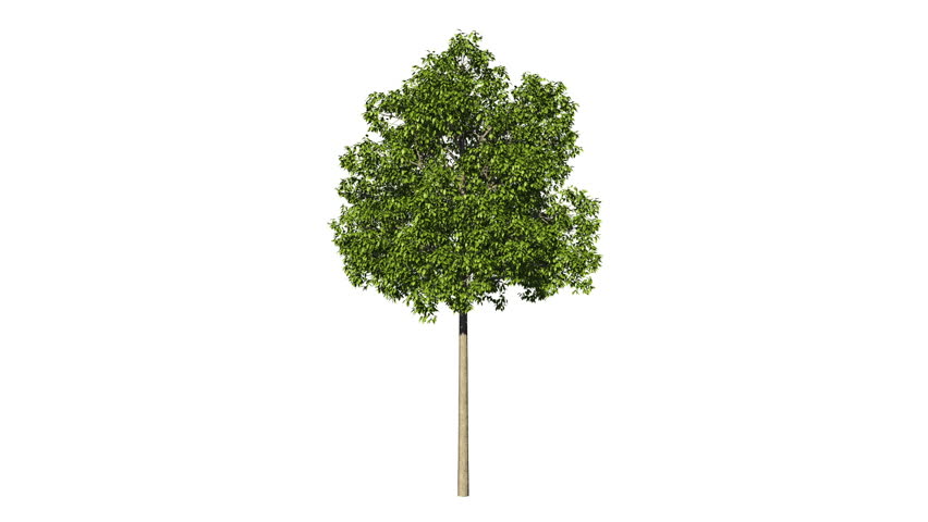Looping 3d Realistic Tree Isolated Stock Footage Video (100% Royalty ...