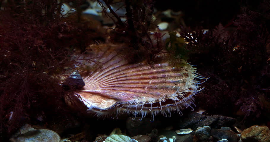 Fresh Scallops, Pecten Maximus, Real Stock Footage Video (100% Royalty ...