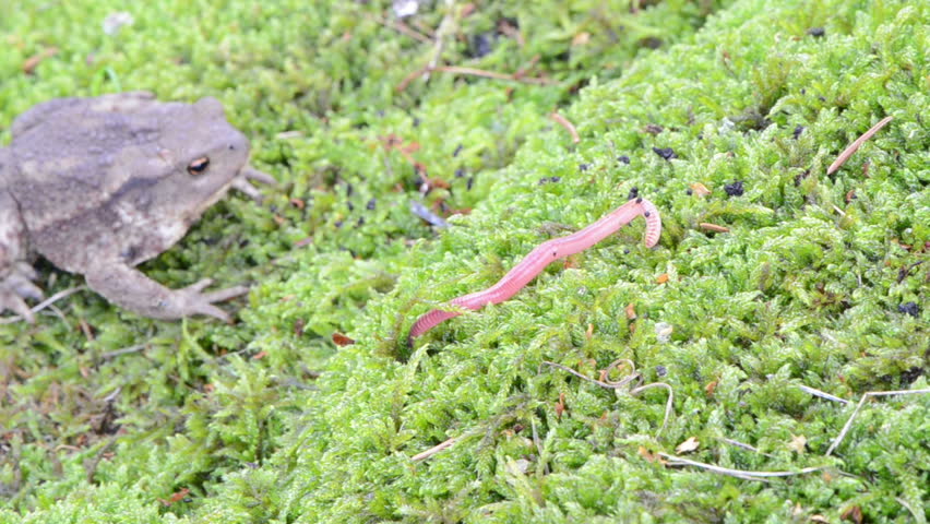 toad bufonidae bufo natterjack hoptoad amphibia Stock Footage Video ...