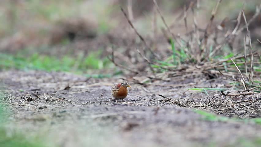 beautiful yellow-legged buttonquail turnix tanki walking Stock Footage ...