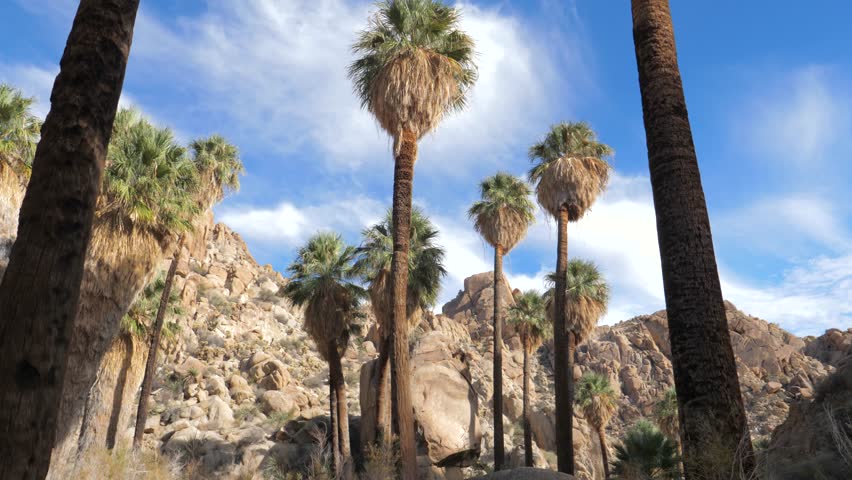 Oasis with Palm Trees in Stock Footage Video (100% Royalty-free ...