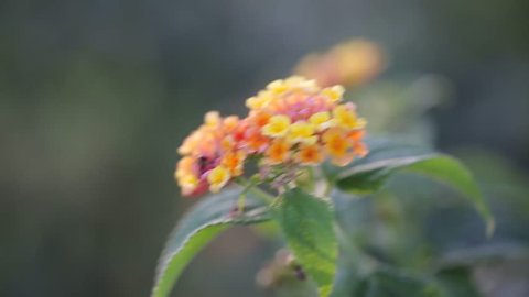 Kongini Flower Lantana Flower Common South Stock Photo 1766021030 ...