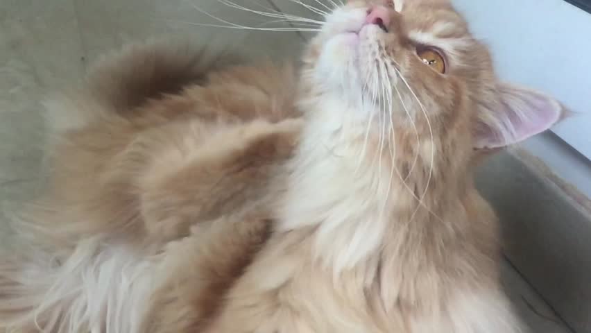 persian cat scratching his neck Stock Footage Video (100% Royalty-free ...