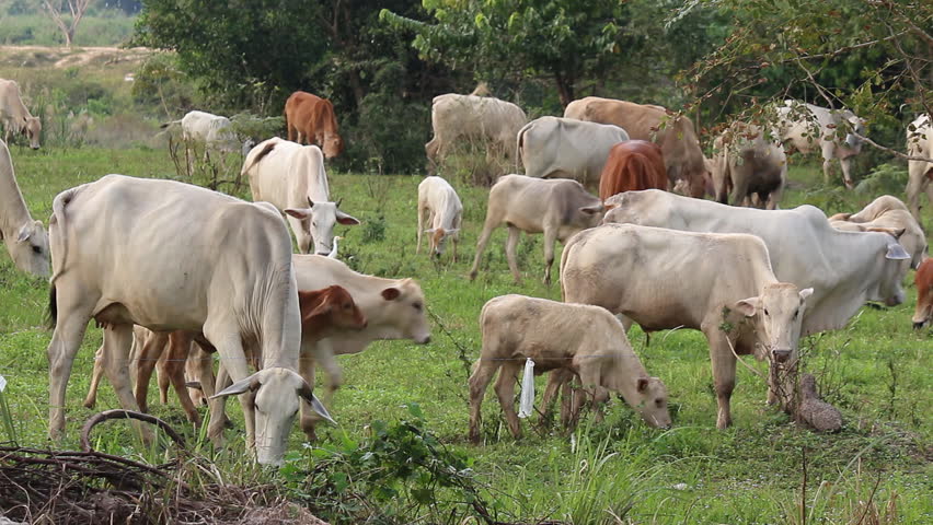 Asian Cow in the Farm Stock Footage Video (100% Royalty-free) 3391562 ...