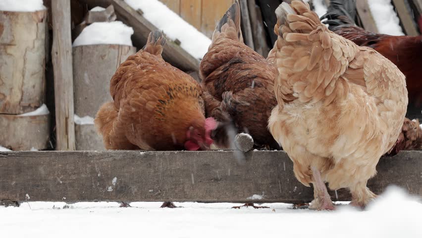 Chicken Fight Stock Footage ~ Royalty Free Stock Videos | Pond5