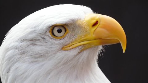 Bald Eagle Head Closeup Looking Camera Stock Footage Video (100% ...