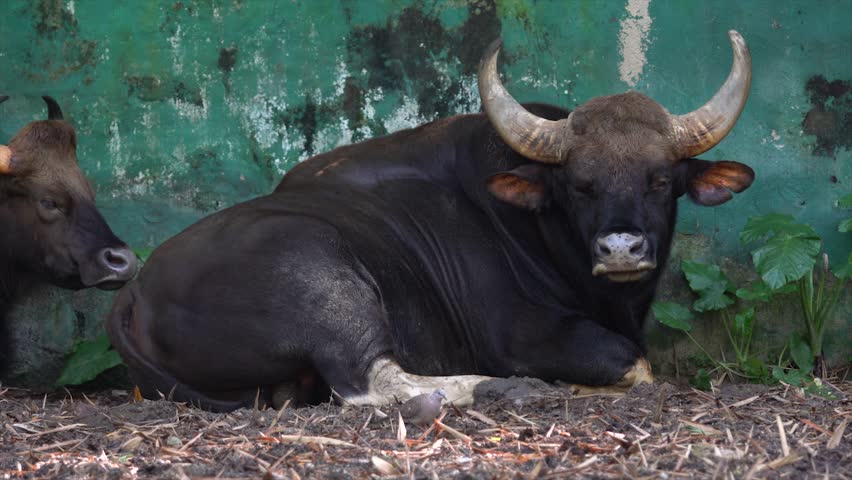 Big Male Gaur or Bos Stock Footage Video (100% Royalty-free) 33926932 ...